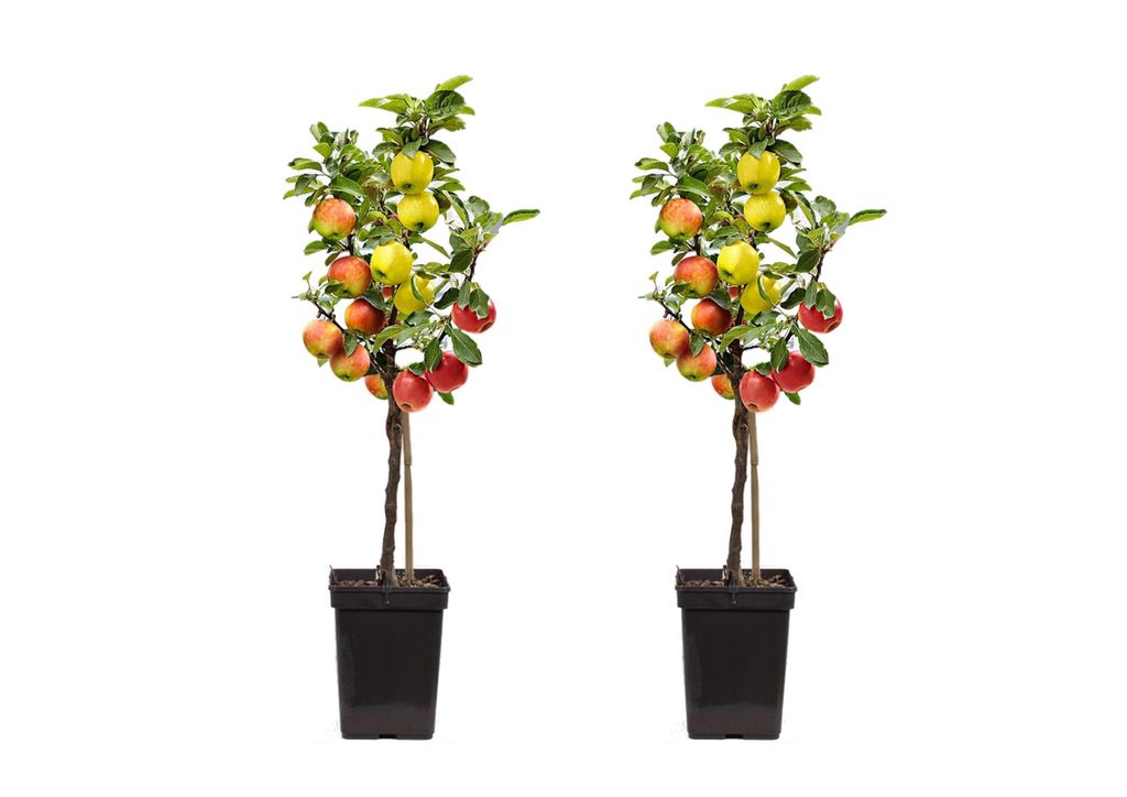 Plant in a Box - Trio-Apfelbaum - 3 | Kaufland.de