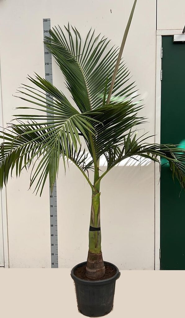 Alexandra palma 160-200 cm / 40-50 cm kmen - | Kaufland.cz