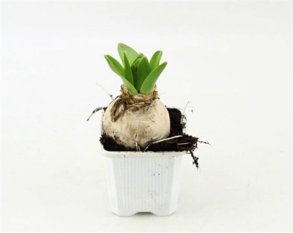 20 Stück Hyazinthen gemischt im 7 cm Topf - | Kaufland.de