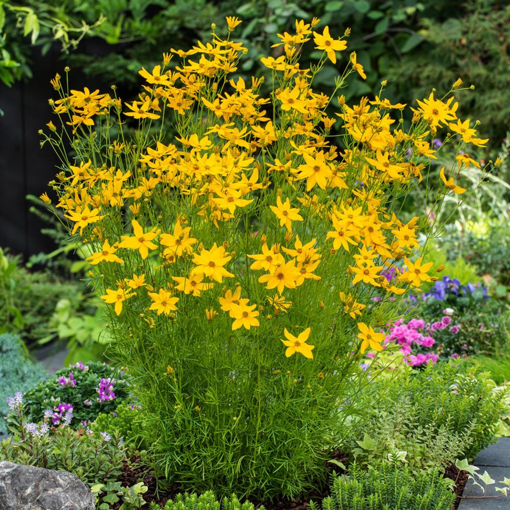 Coreopsis Staude Sommerblume Garten Mädchenauge