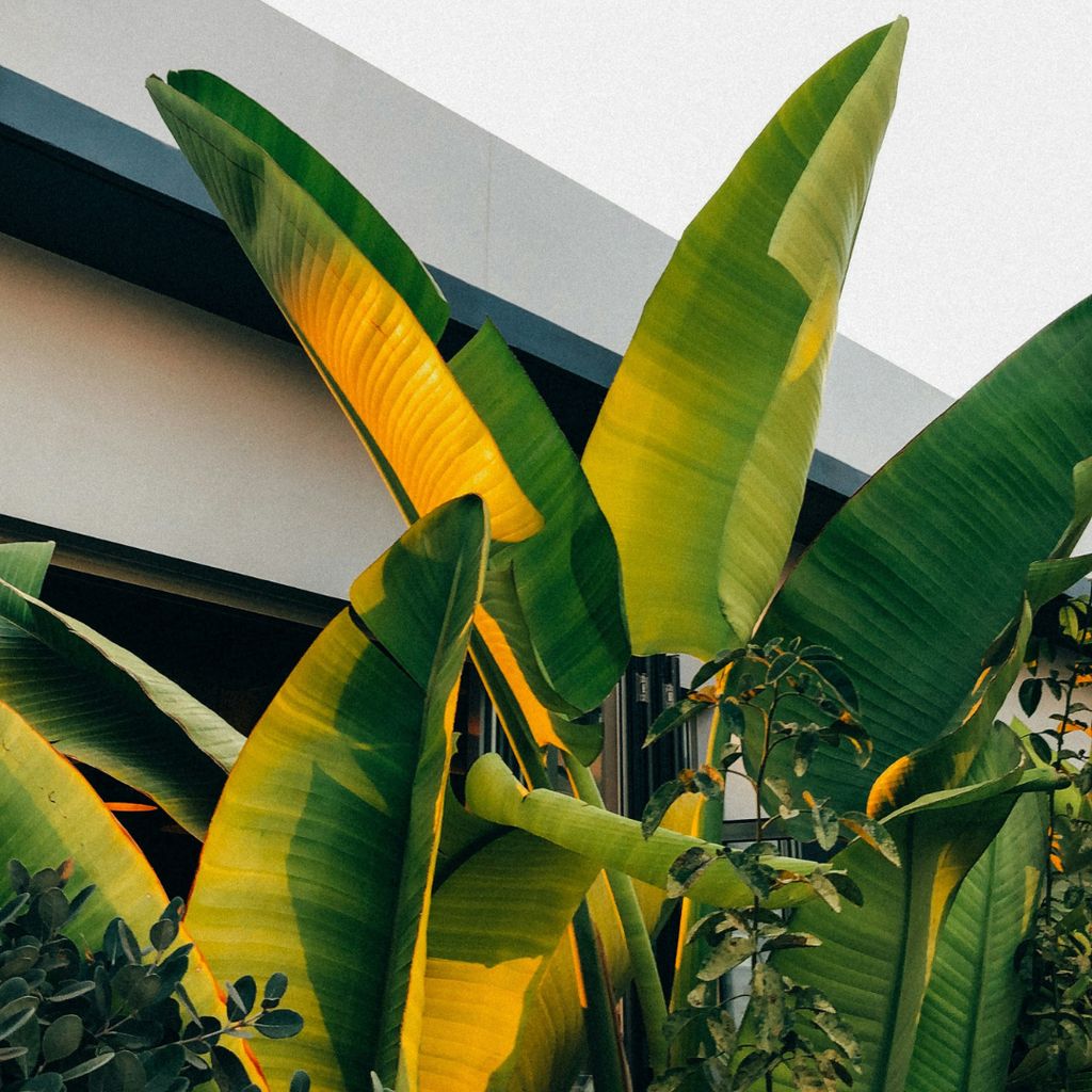 Plant in a Box - Musa Basjoo - 2er Set - | Kaufland.de