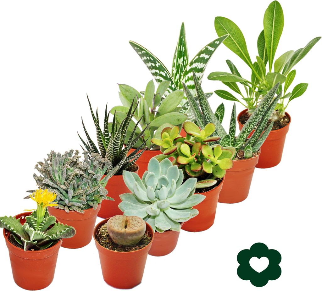 10 rôznych sukulentov v 5,5 cm kvetináci v | Kaufland.sk