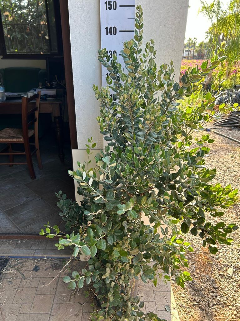 XXL Metrosideros excelsa 130-150 cm | Kaufland.de