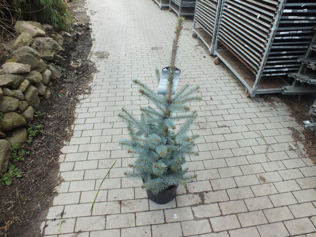 Edith's Blue Spruce 'Edith' cca 100 cm - | Kaufland.cz