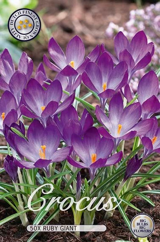 Krokus Ruby Giant (50 Stück) | Krokuszwiebeln von Sam van