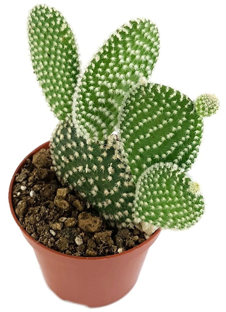 Fangblatt - Opuntia microdasys albata - | Kaufland.de