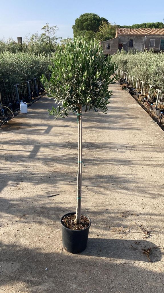 Olivenbaum 160–180 cm – Winterhart, dicker | Kaufland.de