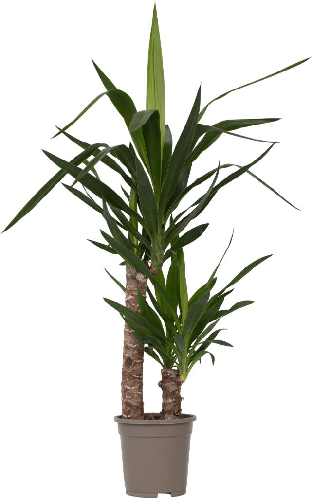 Juka obrovská - Yucca elephantipes - Výška | Kaufland.cz