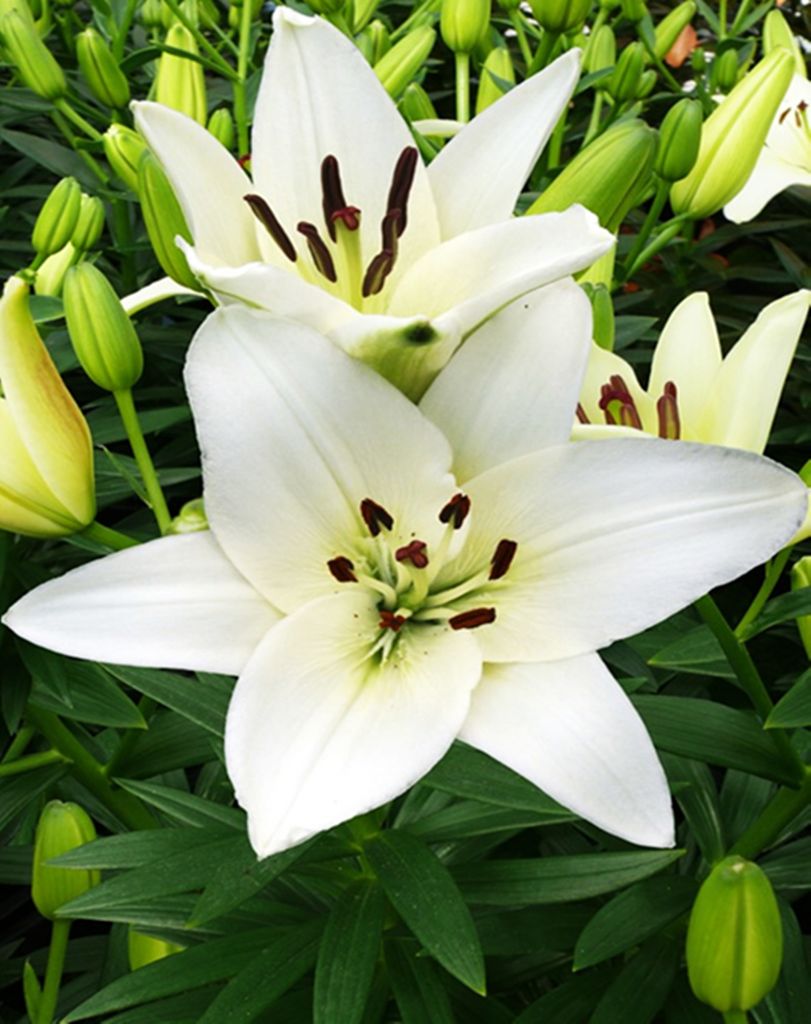 Asiatische Lilie Snowdon 1 St. Lilium | Kaufland.de