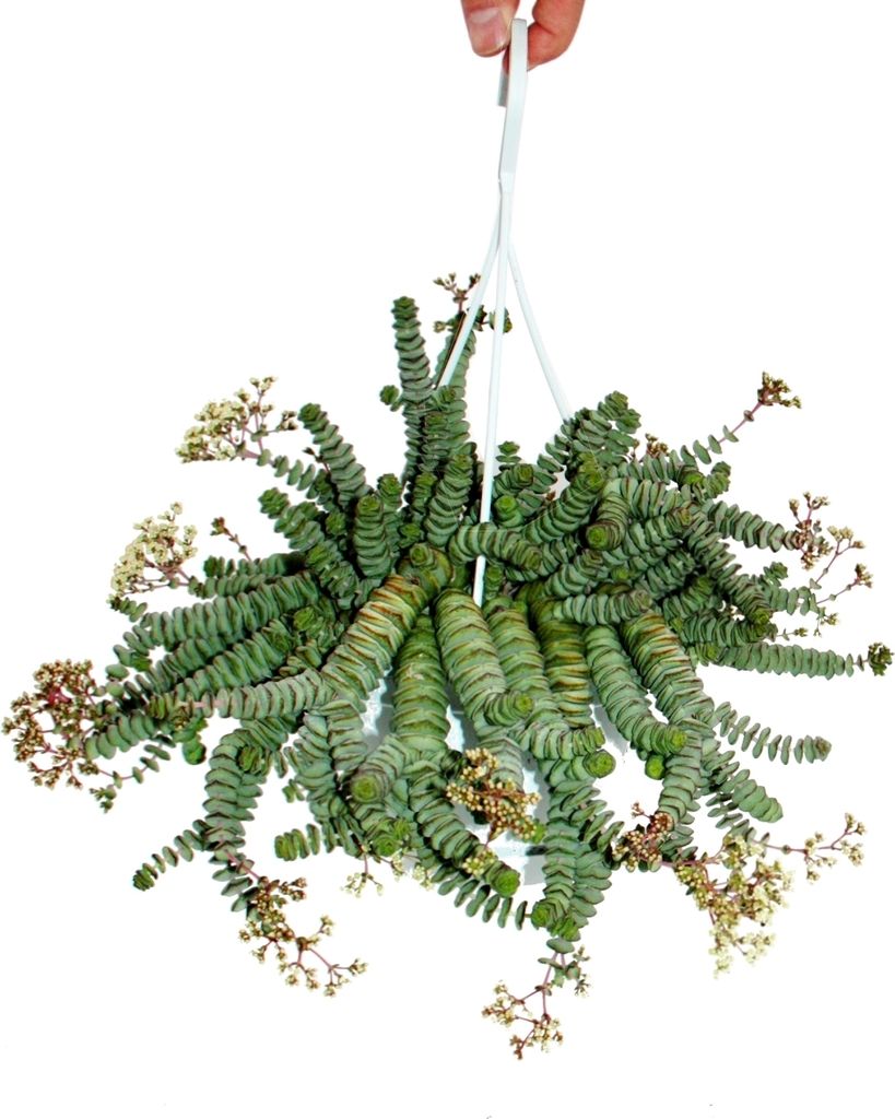 Crassula "Hottentot" 14cm, Crassula rupestris | Kaufland.sk