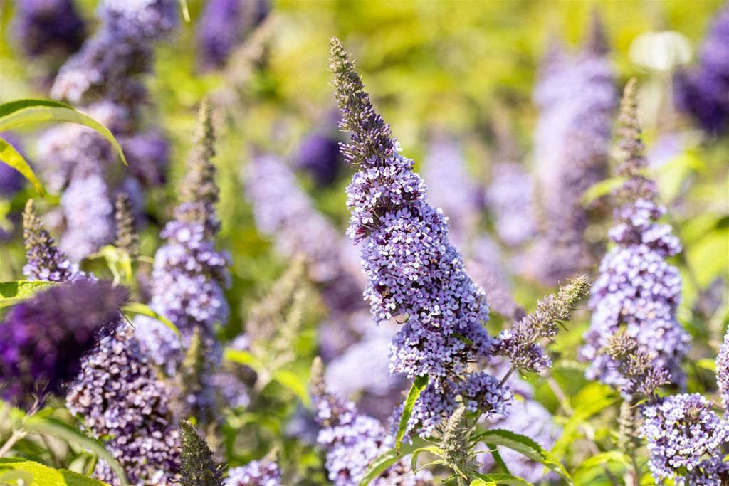 Buddleja davidii 'Buzz Improved Sky Blue', | Kaufland.de