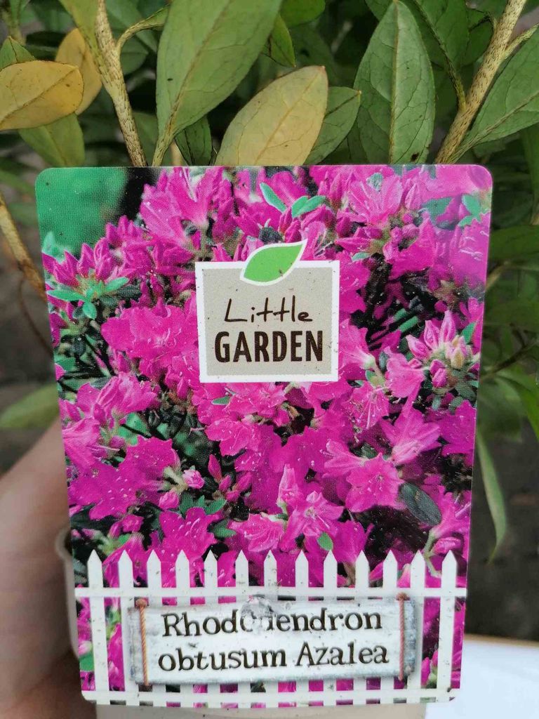 Azalka japonská fialová 20-30 cm - Rhododendron obtusum