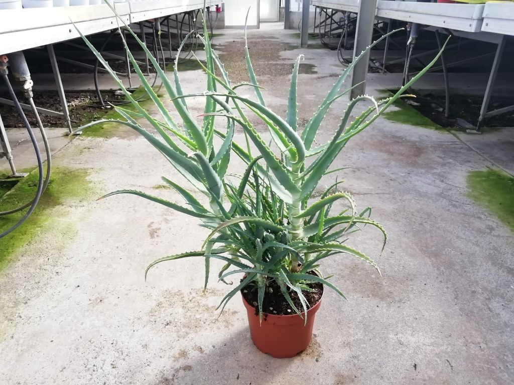 Aloe Arborescens 70-80 cm Aloe stromová - | Kaufland.cz