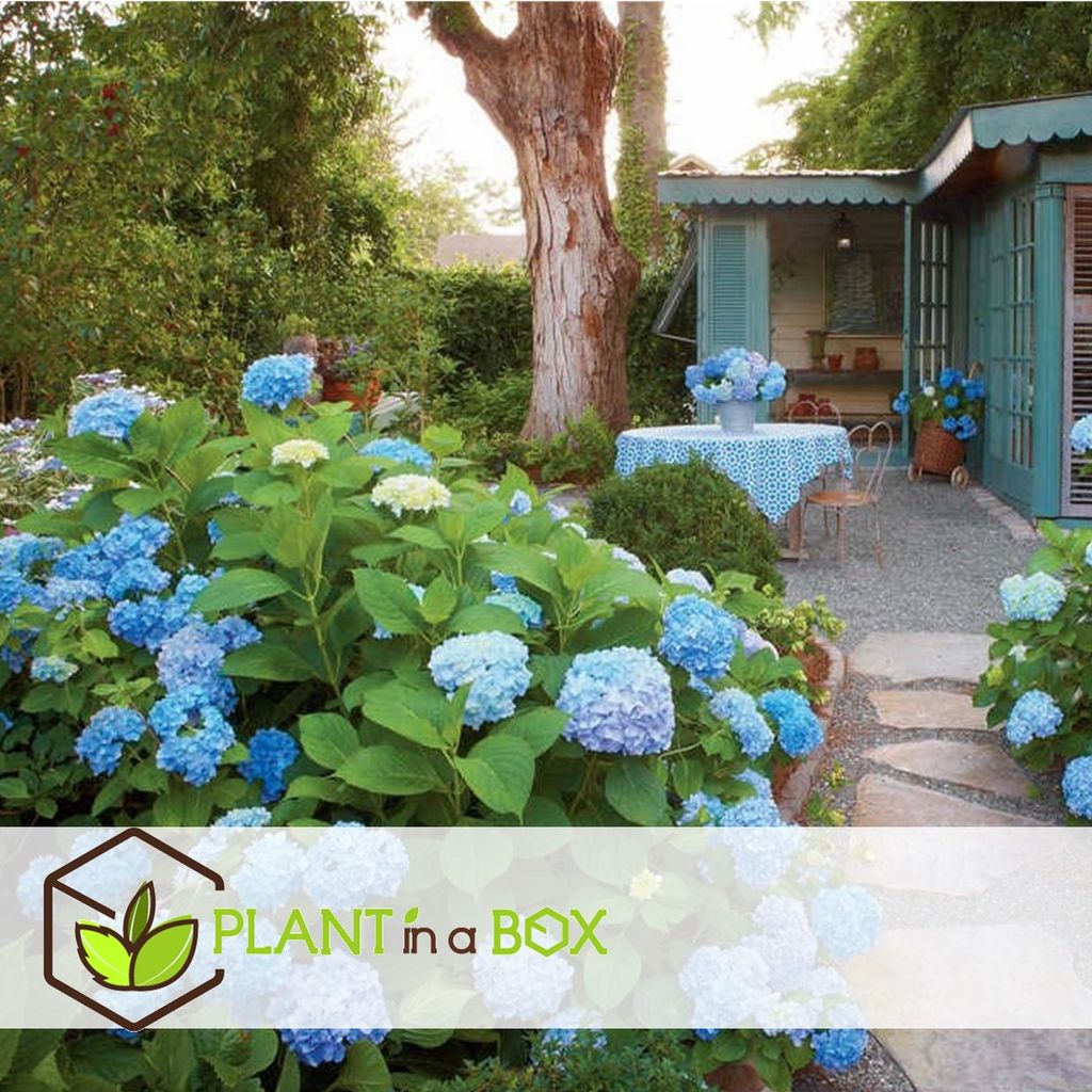 Plant in a Box - Hydrangea macroph. Blau - | Kaufland.de