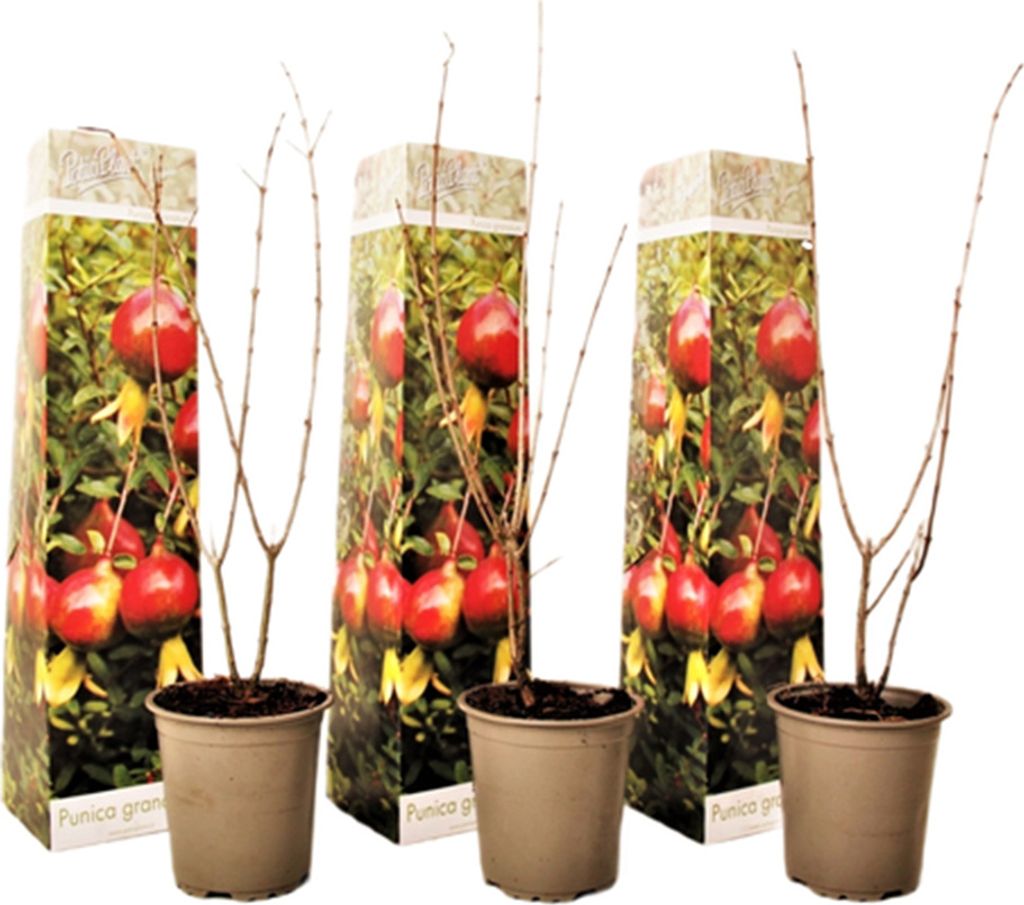 Granatapfelbaum - 3 Stk - Punica granatum - | Kaufland.de
