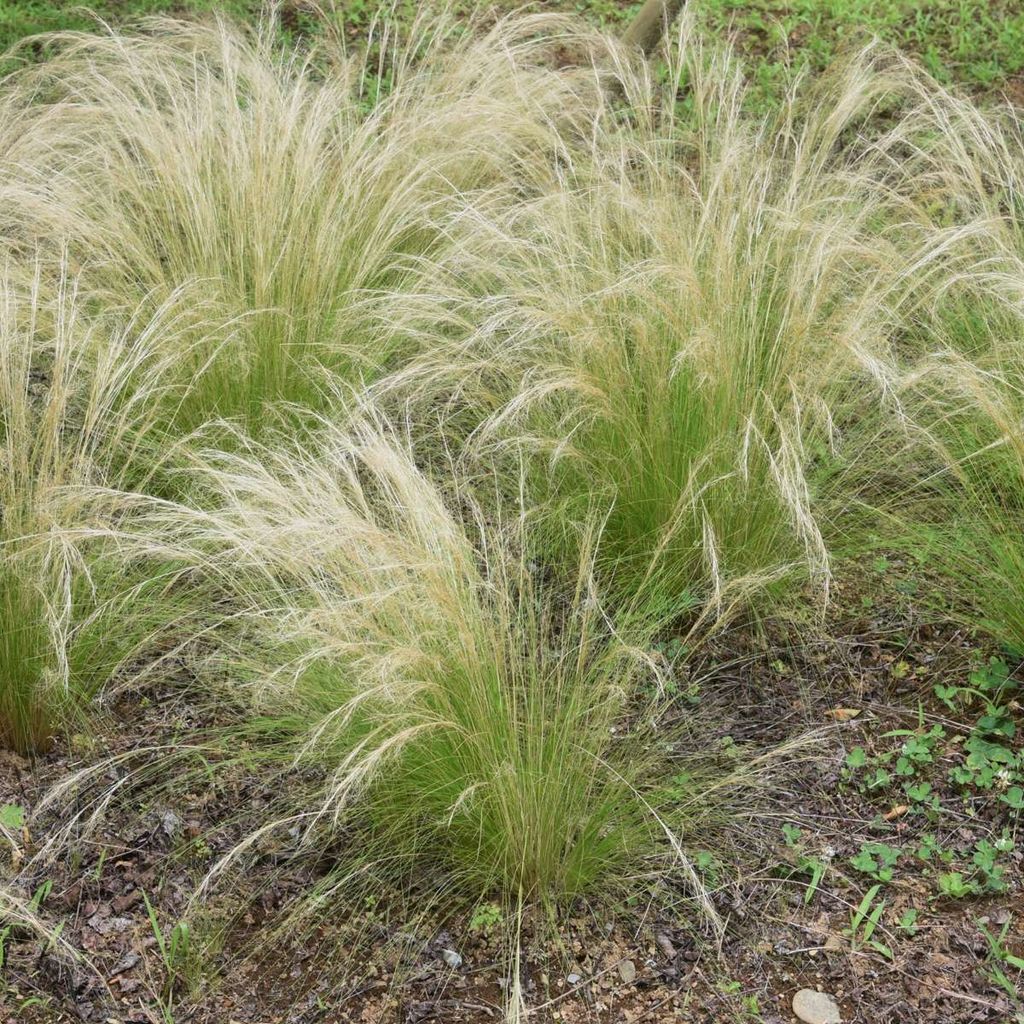 Kavyl péřovitý - 9 ks. - Stipa tenuifolia | Kaufland.cz