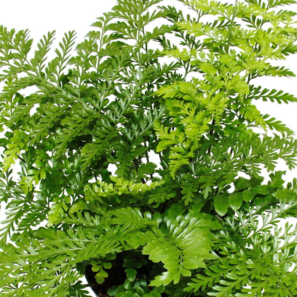 Asplenium dimorphum Parvati- besondere | Kaufland.de