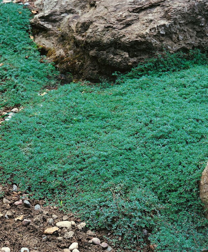 Thymus praecox var. pseudolanuginosus, | Kaufland.de