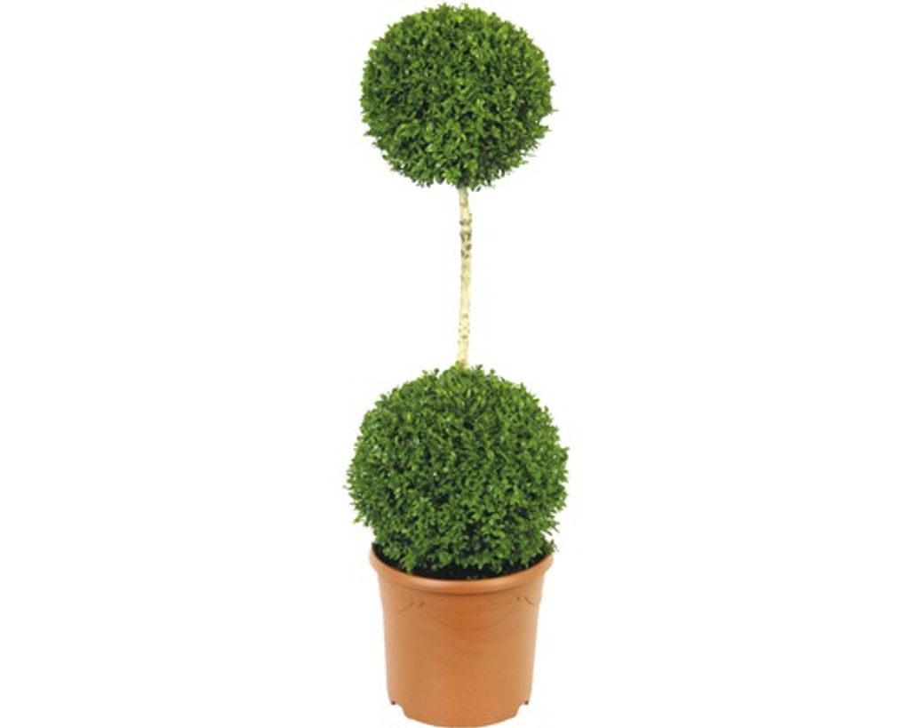 Buchsbaum-Stämmchen 2 Kugel FloraSelf Buxus | Kaufland.de