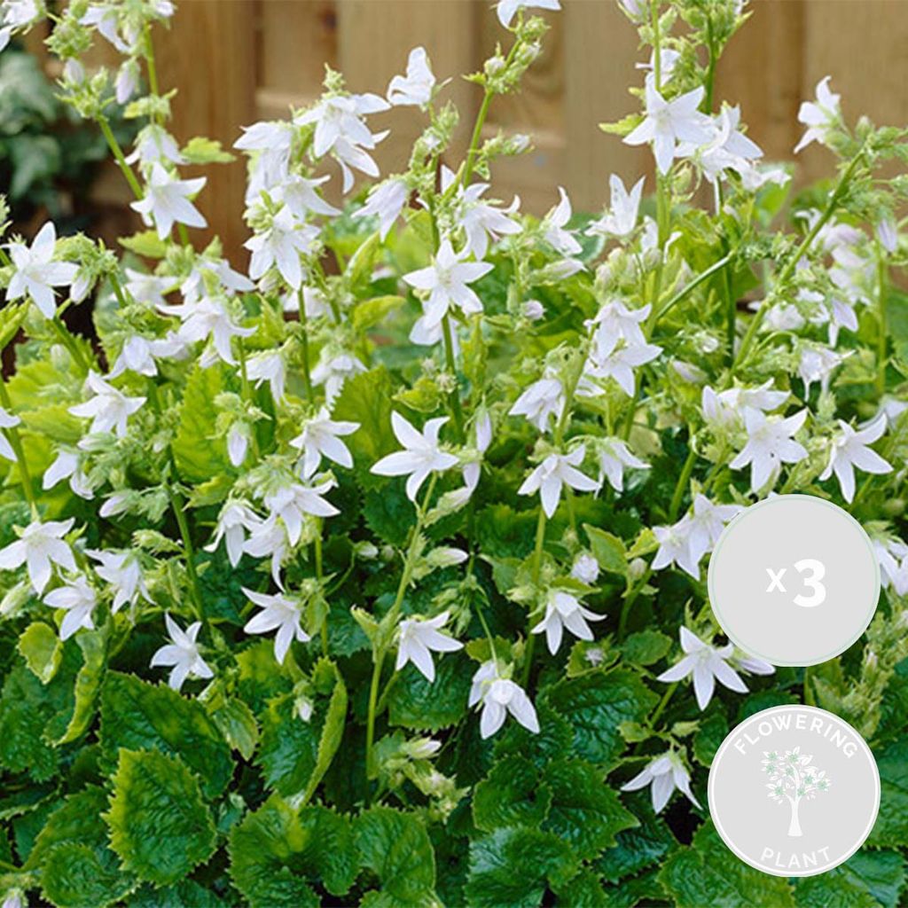 3x Campanula \'Ambella White\' - Glockenblume | Kaufland.de