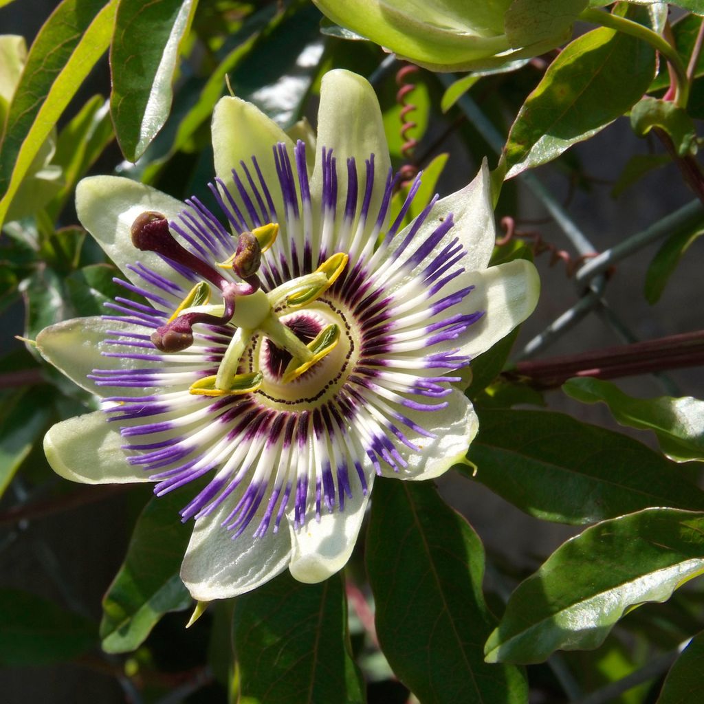Passionsblume - 3 Stk - Passiflora edulis | Kaufland.de
