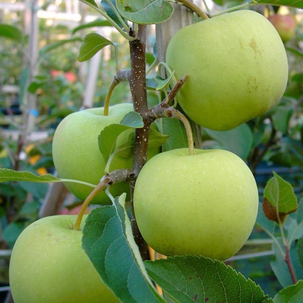 Golden Delicious Buschbaum, ca. 110-140 cm im | Kaufland.de