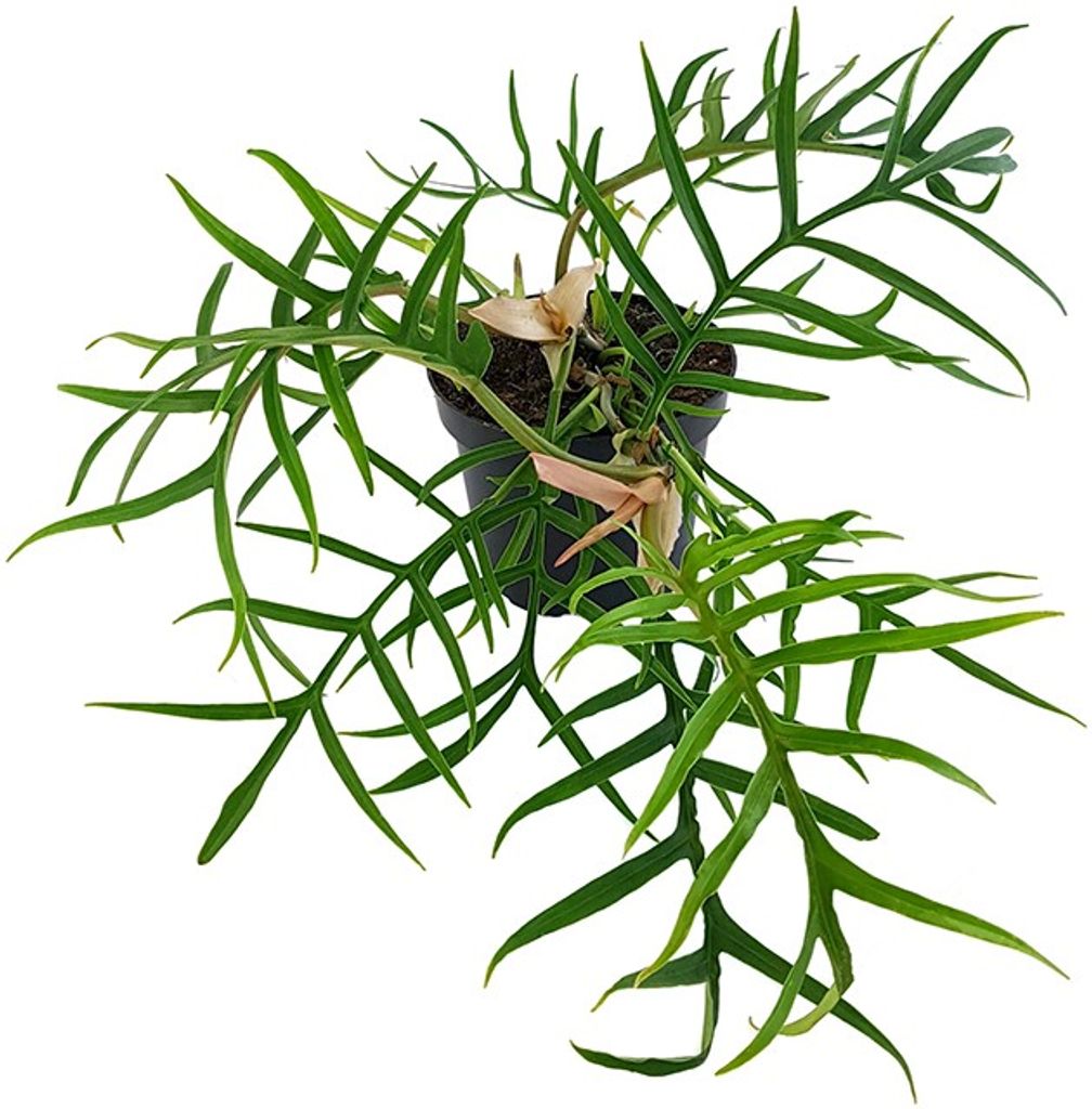 Fangblatt - Philodendron polypodioides tortum | Kaufland.de