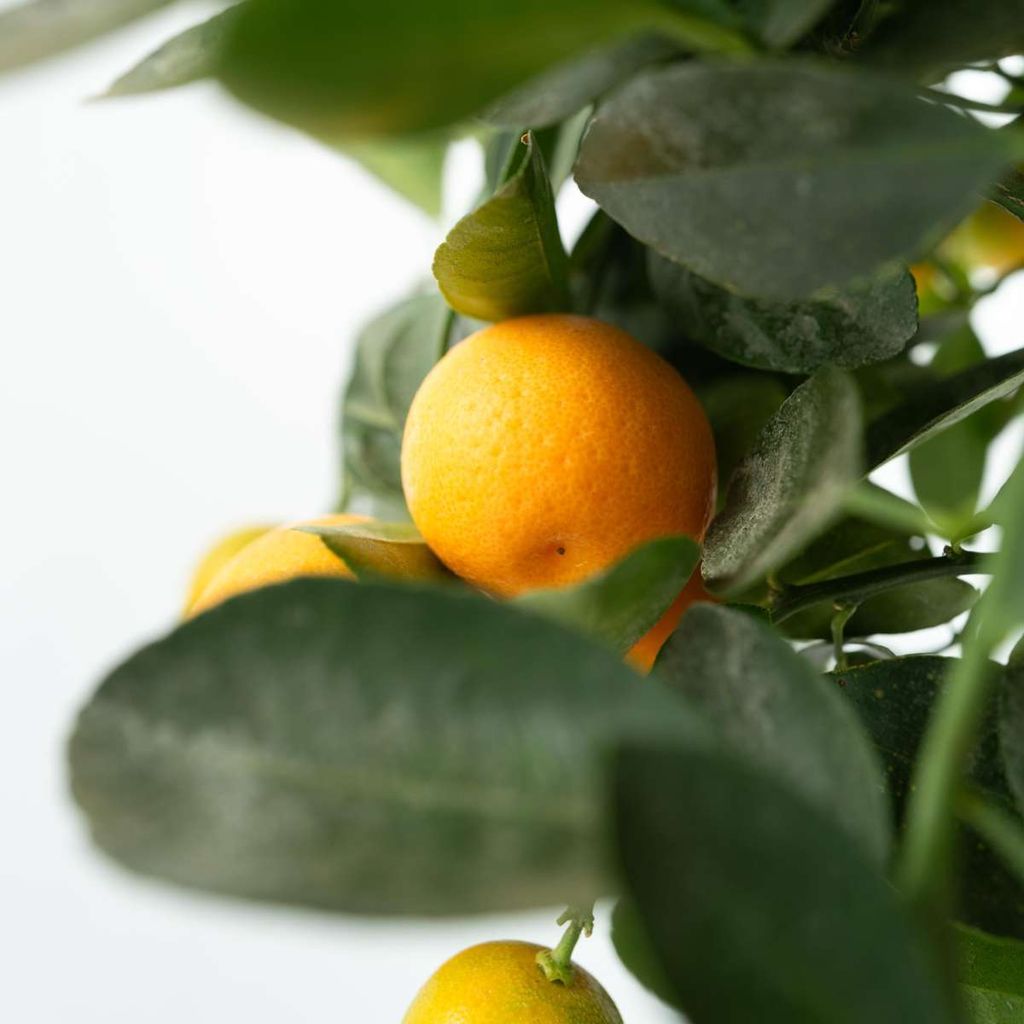 Kalamondín - Citrus mitis 'Calamondin' - | Kaufland.sk