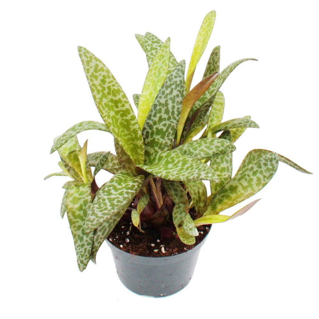 Scilla violacea "Leopard Lily" - Tigerblatt | Kaufland.de