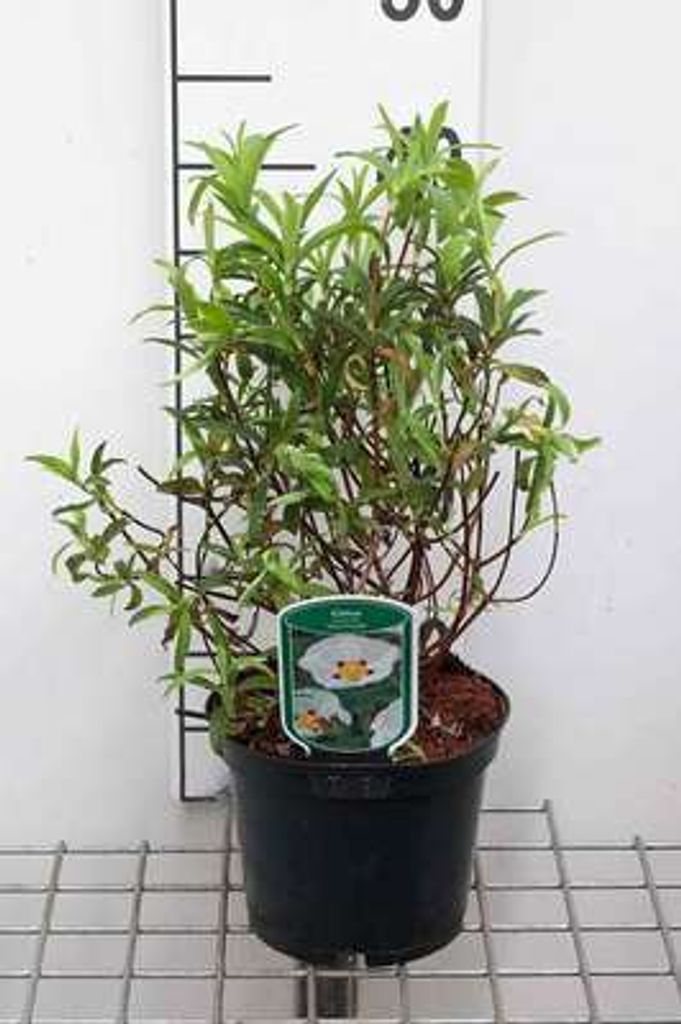 Cistus purp. 'Alan Fradd' - Zistrose Alan | Kaufland.de