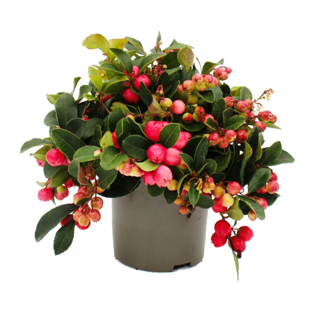 Kobercové bobule - Gaultheria procumbens - | Kaufland.sk