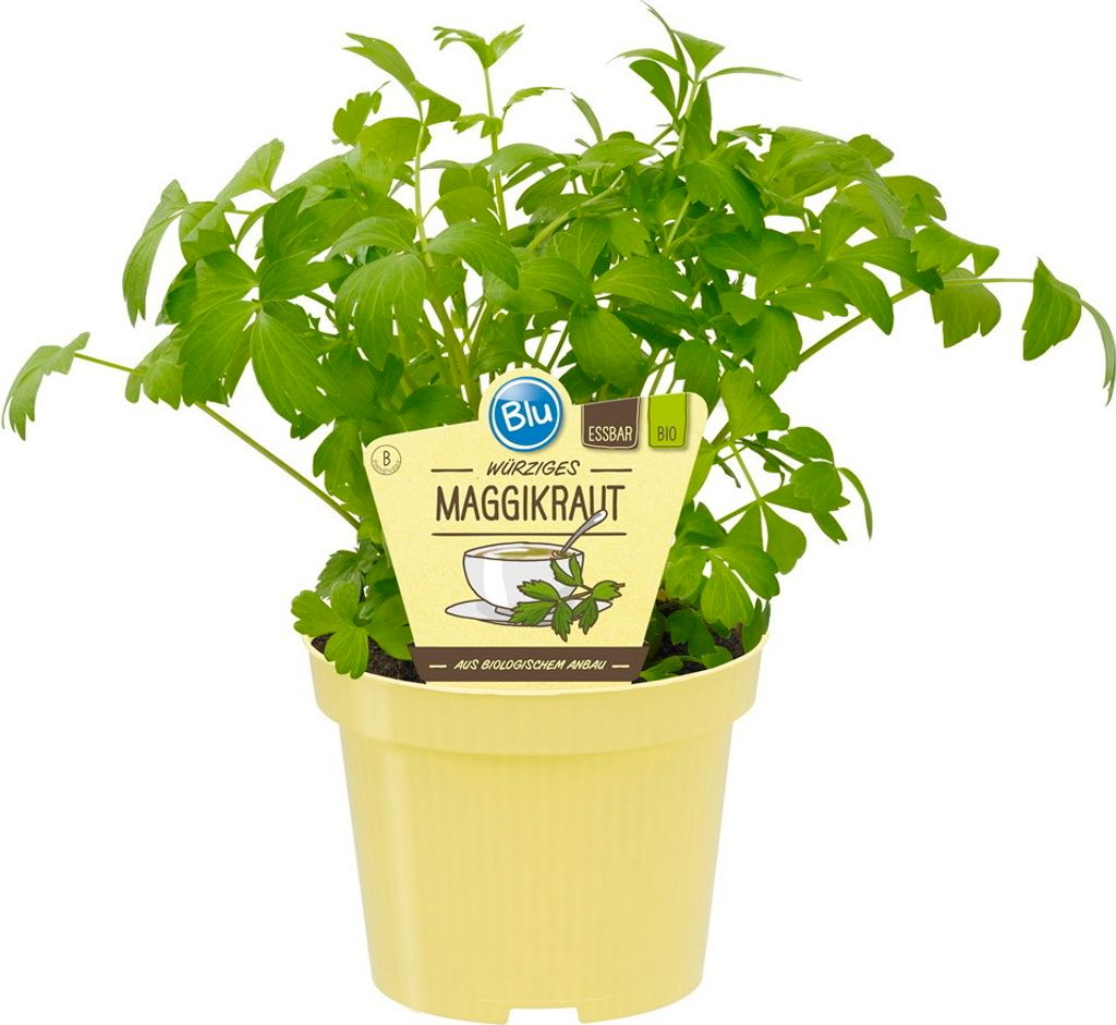 Maggikraut - Liebstöckel- Levisticum officinale
