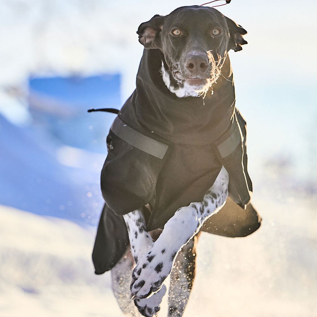 Non-stop dogwear Trekking Insulated Dog | Kaufland.de