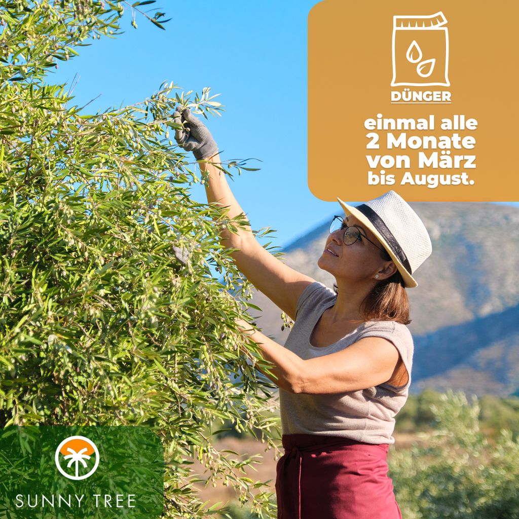 Sunny Tree - Olivenbaum Olea Europea - | Kaufland.at