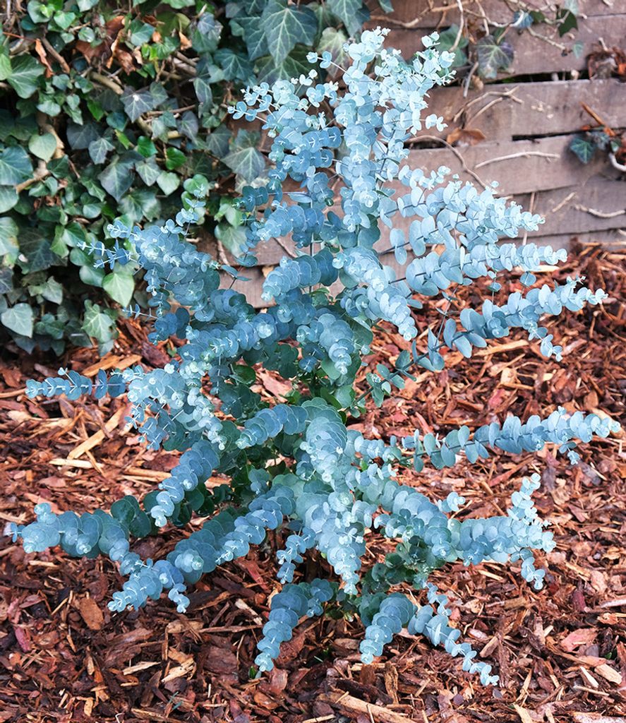 Stilvolle Winterharter Eukalyptus Azura Bild