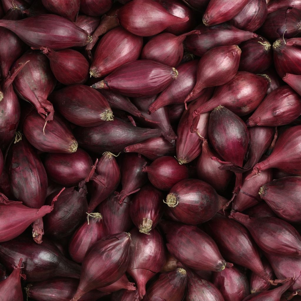 Rote Steckzwiebeln 250g "Red Karmen", direkt | Kaufland.de