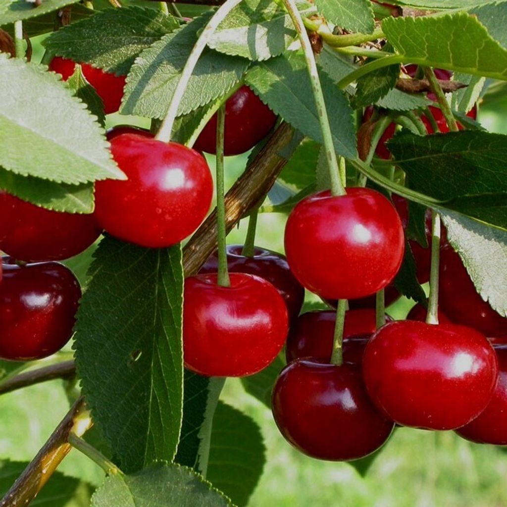 Achat (S) süßfruchtige Sauerkirsche Buschbaum | Kaufland.de