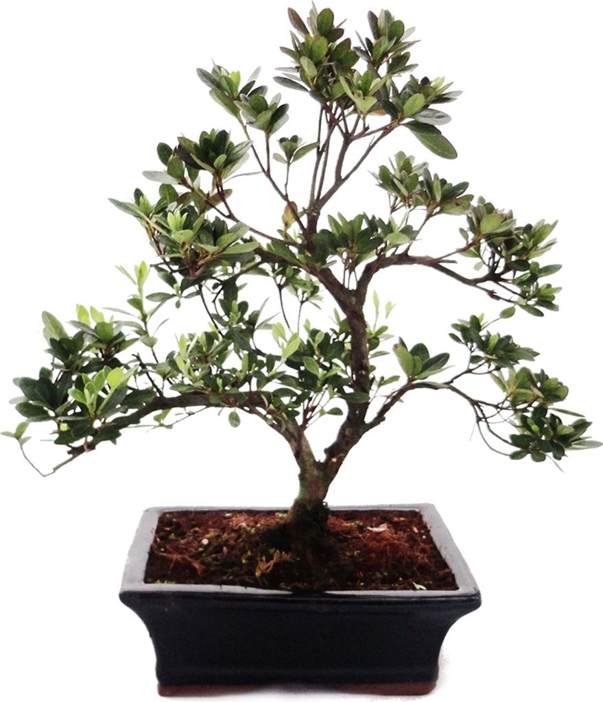 Venkovní bonsaj Rhododendron simsii - Azalka | Kaufland.cz