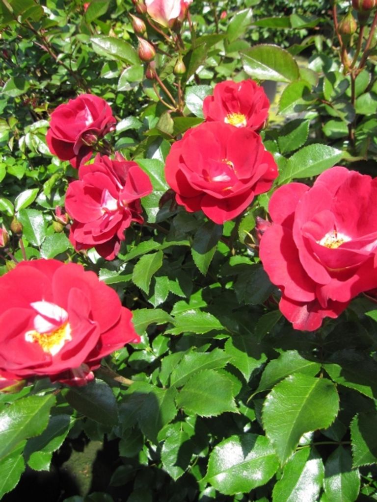 Rosa Caracho ® - Kleinstrauchrose Caracho ® - | Kaufland.de
