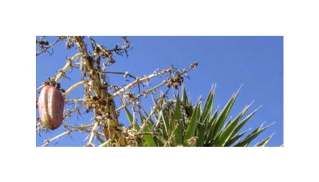 10x Yucca valida Datillo Palmlilie Garten | Kaufland.de