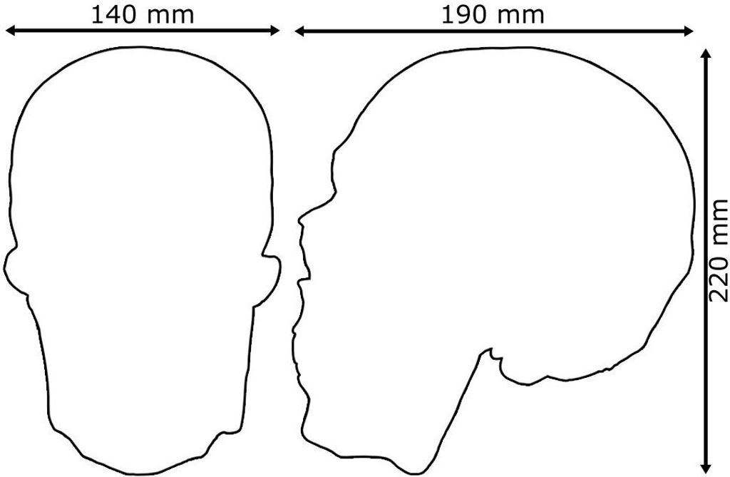 Anatomický model lebky v životnej veľkosti | Kaufland.sk