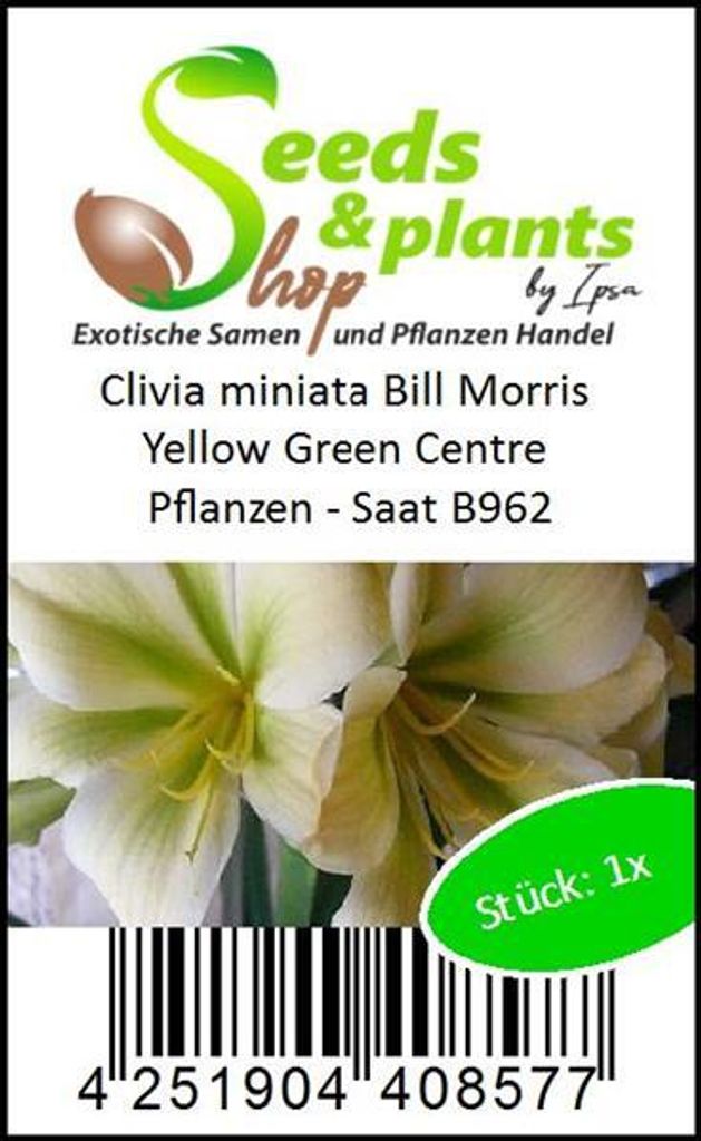 1x Clivia miniata Bill Morris Yellow Green | Kaufland.de