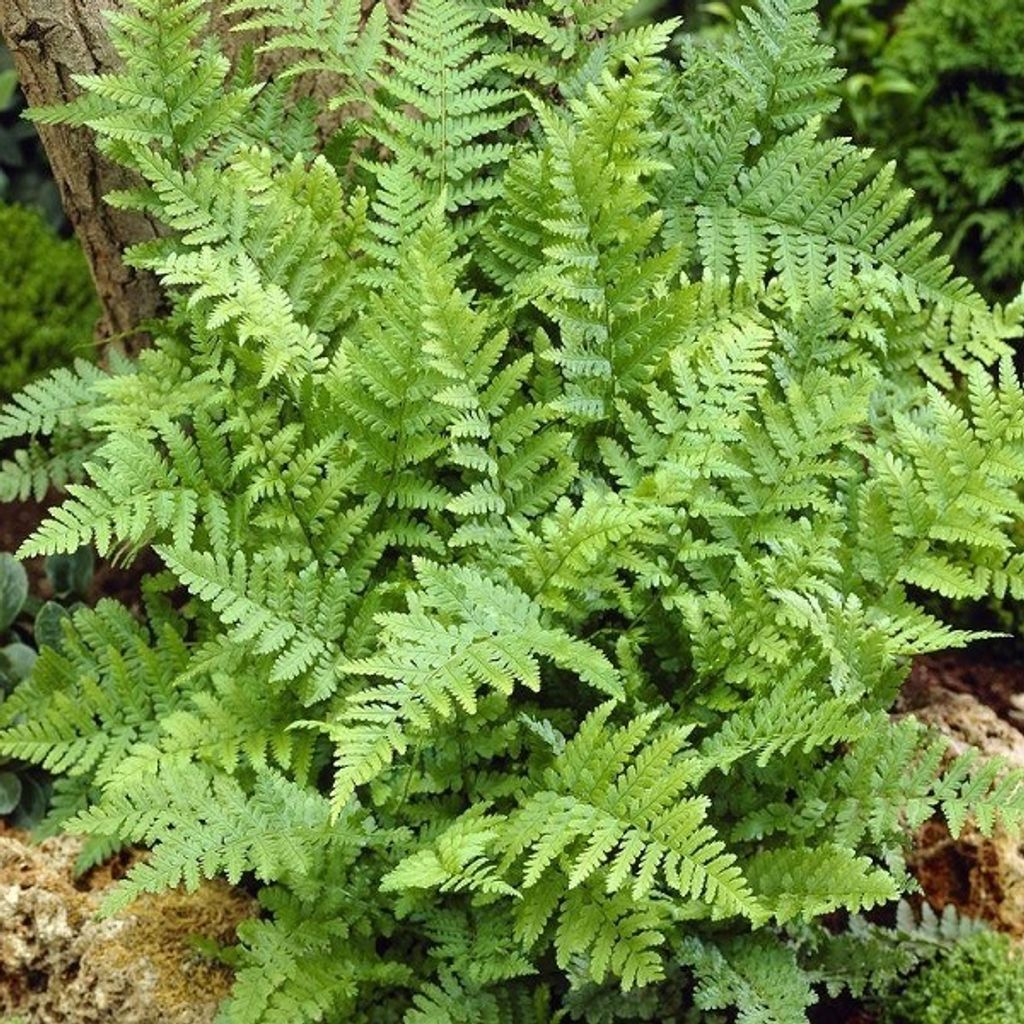 6 x Wurmfarn - Dryopteris Filix-Mas - Topf | Kaufland.de