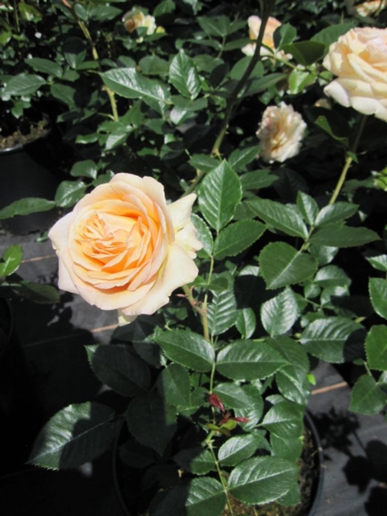 Rosa Audienz ® - Edelrose Audienz ® - Noack | Kaufland.de