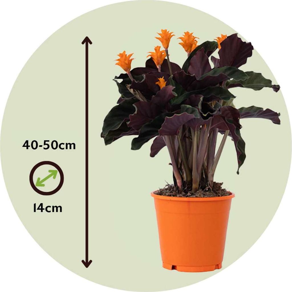Kalátea - 2 ks. - Calathea crocata | Kaufland.cz
