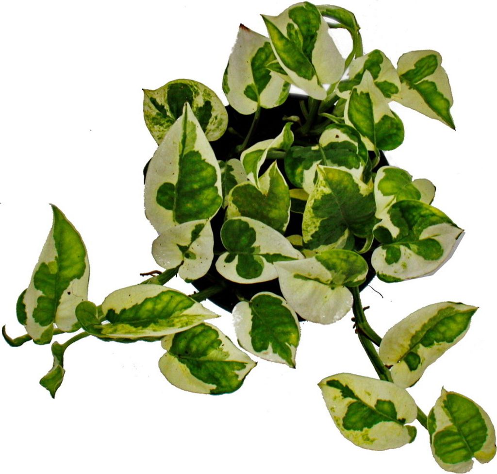 Epipremnum aureum "N'Joy" - Efeutute - | Kaufland.cz