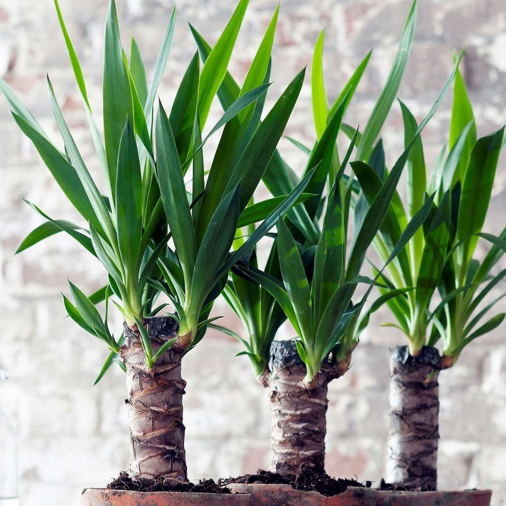 Juka obrovská - Yucca elephantipes - Výška | Kaufland.cz