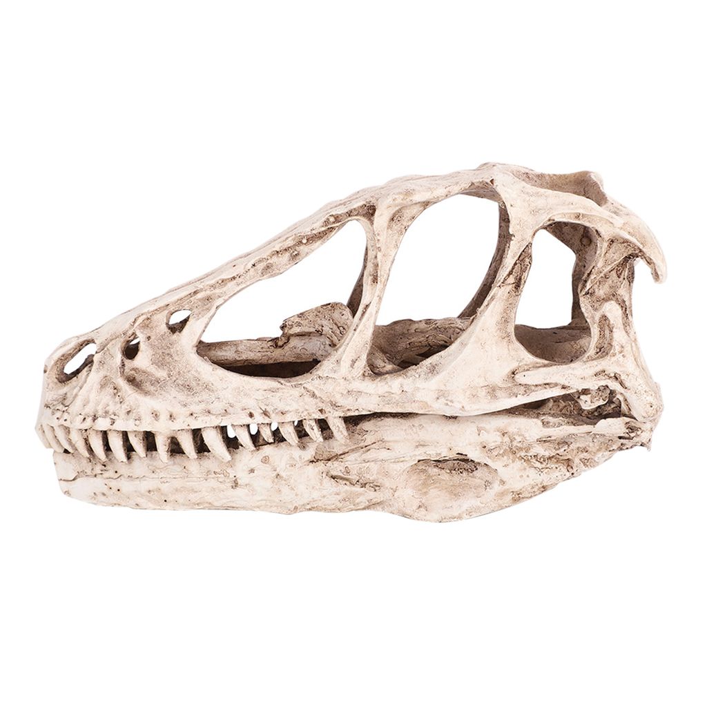 Dinosauří lebka Model, model zvířecí lebky, | Kaufland.cz