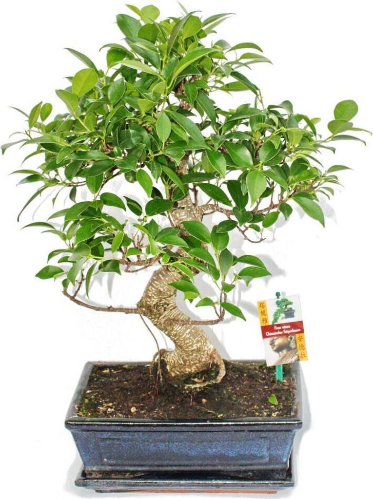Bonsaj cínsky figovník - Ficus retusa - | Kaufland.sk