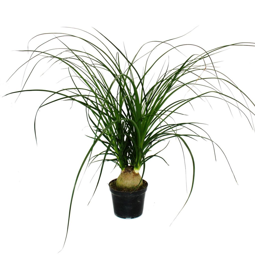 Malá slonia noha - Beaucarnea recurvata - | Kaufland.sk